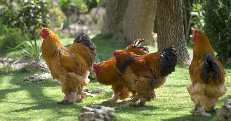 Chickens Grazing On the Grass Stock Footage Video (100% Royalty-free ...