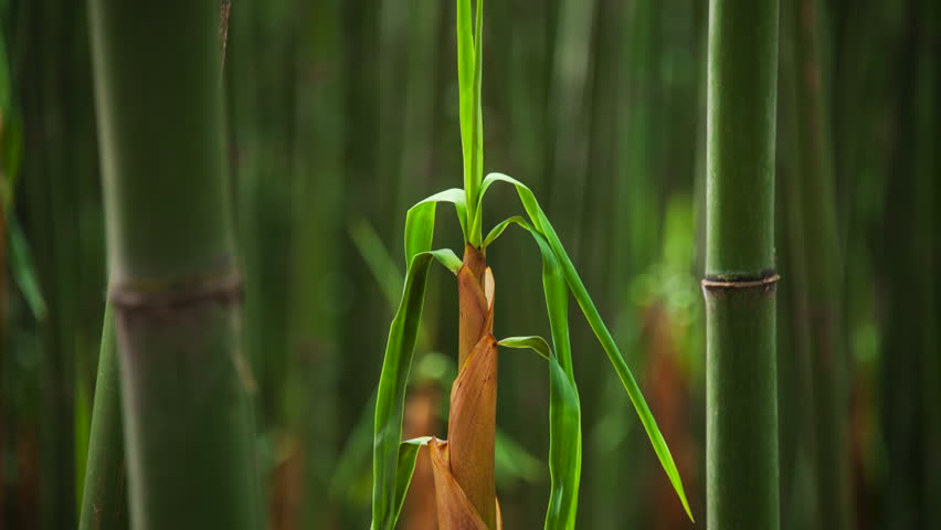 Time Lapse of Bamboo Shoots Stockvideoklipp (helt royaltyfria ...
