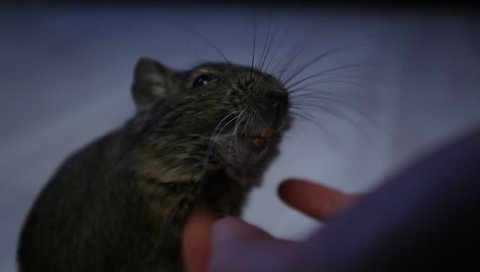 Rodent Degu Room Playing Hands Stock Footage Video (100% Royalty-free ...