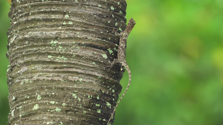 Lizard Poop Stock Video Footage - 4K and HD Video Clips | Shutterstock