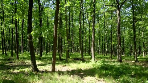 Beautiful Summer Forest Different Trees Stock Photo 751646158 ...