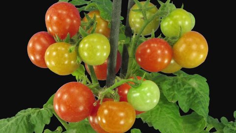 Group Vegetables Fruits Isolated On Black Stock Vector (Royalty Free ...