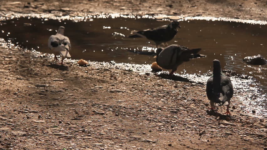 Pigeons splashing in Puddles image - Free stock photo - Public Domain ...
