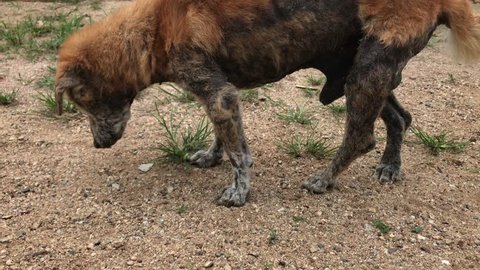 20 Year Old Dog Stock Footage Video (100% Royalty-free) 1010810168 ...