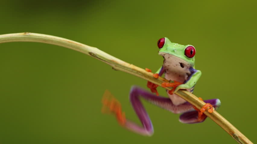 260 Perch frog Stock Video Footage - 4K and HD Video Clips | Shutterstock