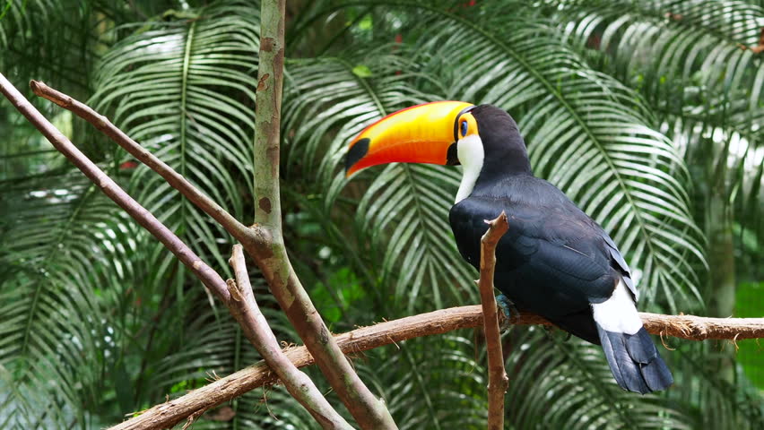 Toucan image - Free stock photo - Public Domain photo - CC0 Images