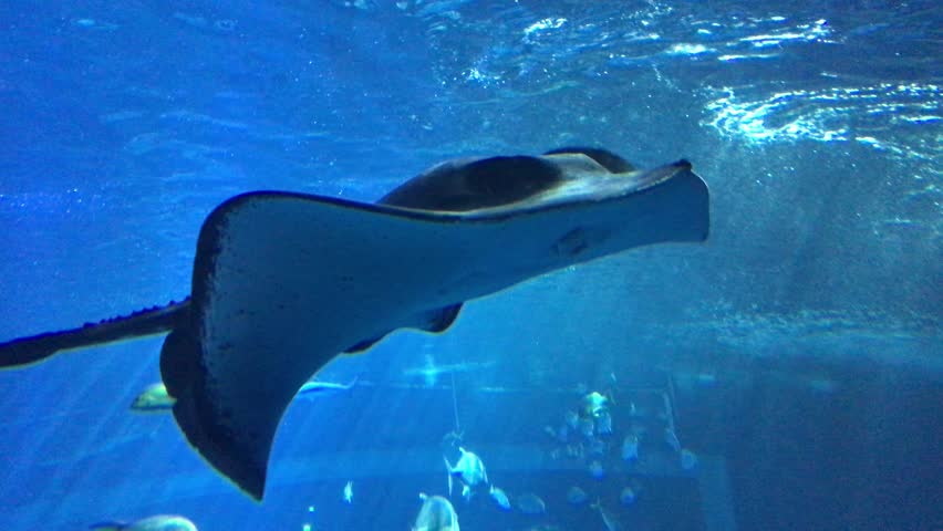 Southern Stingray image - Free stock photo - Public Domain photo - CC0 ...