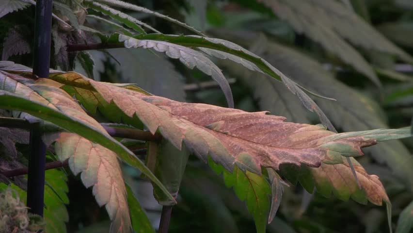 cannabis plant growing indoors calcium deficiency Stock Footage Video ...