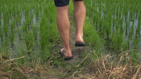 Young Man Walking Through Rice Field Stock Footage Video (100% Royalty ...