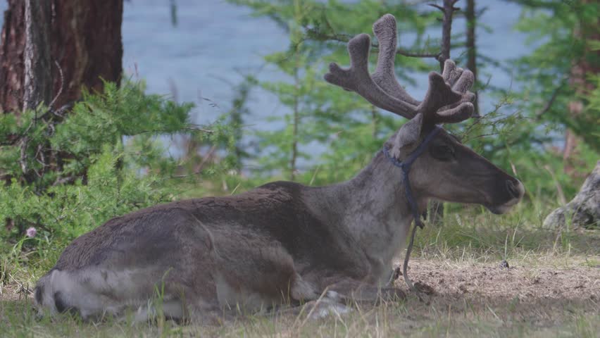 Young Domestic Caribou Chilling in Stock Footage Video (100% Royalty ...