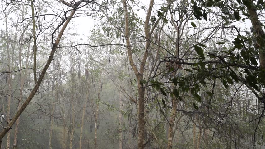 Rain Storm is Blowing Trees Stock Footage Video (100% Royalty-free ...
