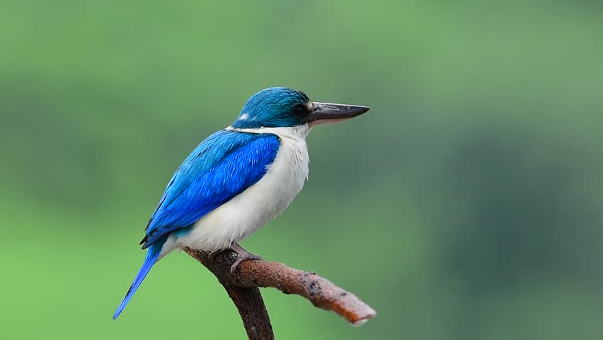 Collared Kingfisher the Bright Blue Stock Footage Video (100% Royalty ...