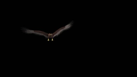golden eagle - flying loop front Stock Footage Video (100% Royalty-free ...
