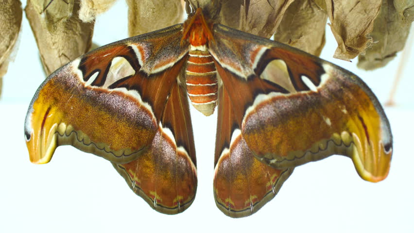 Atlas Moth Pupa - Attacus atlas image - Free stock photo - Public ...