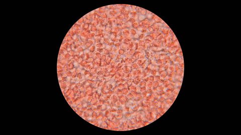Blood Dog Under Microscope Stock Footage Video (100% Royalty-free ...