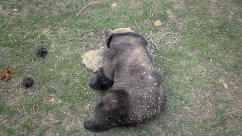 Brown Bear Rolls On His Back Stock Footage Video (100% Royalty-free ...