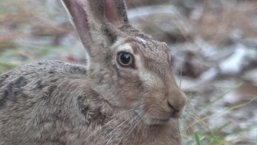 Cape Hare Standing Face Close Stok Videosu (%100 Telifsiz) 1011018887 ...