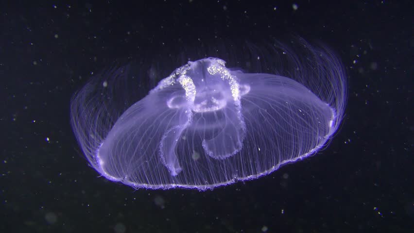 Common Jellyfish (aurelia Aurita) On Stock Footage Video (100% Royalty ...