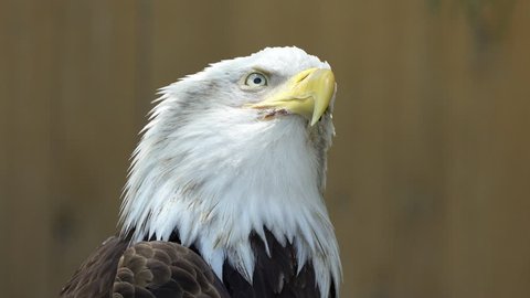 Bald Eagle Blinking Close Eyelid Motion Stock Photo 478727818 ...
