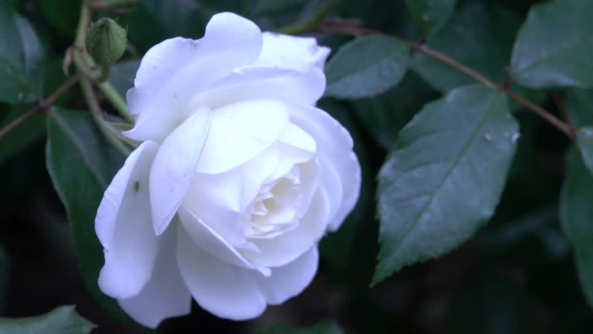 white blooming roses rose garden Stock Footage Video (100% Royalty-free ...