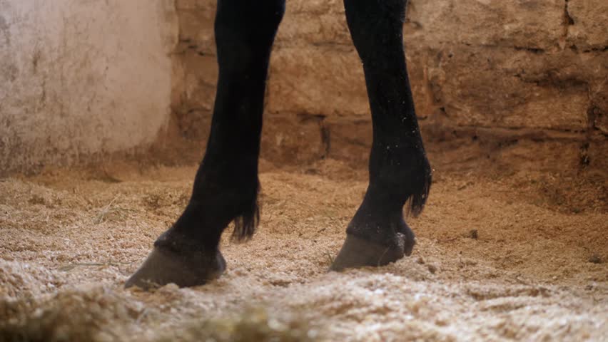In the Stable, Stamping Beautiful Stock Footage Video (100% Royalty ...