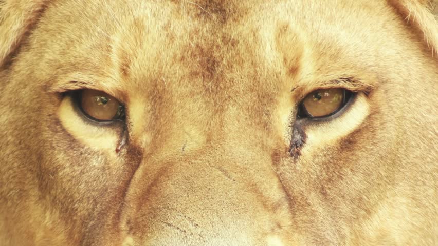 eyes lioness looking close-up Stock Footage Video (100% Royalty-free ...