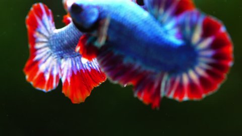 Multi Color Siamese Fighting Fishrosetailhalfmoonfighting Fishbetta ...
