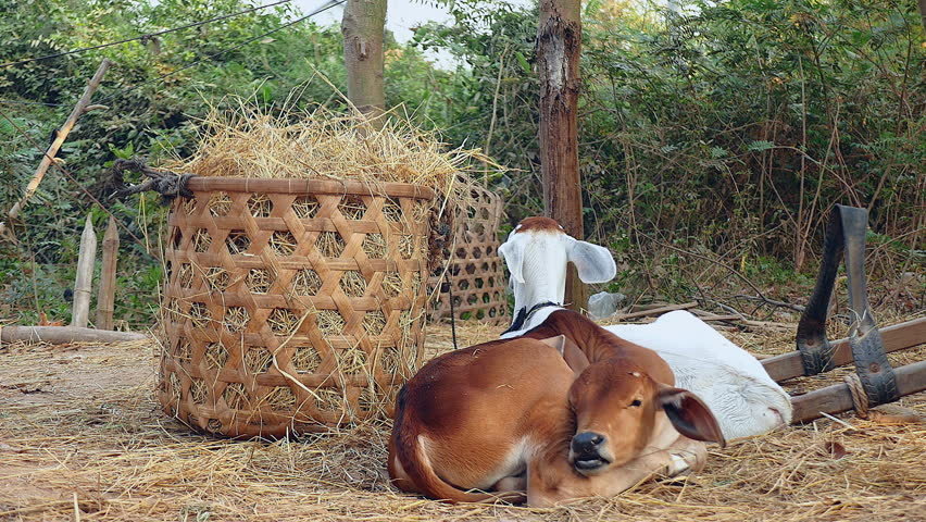 Cow sleeping image - Free stock photo - Public Domain photo - CC0 Images