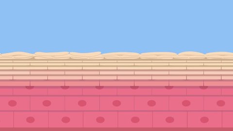 skin melanin anatomy graphic animation Stock Footage Video (100% ...