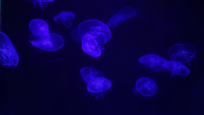 Colorful Jelly Fish Movement in Stock Footage Video (100% Royalty-free ...