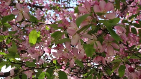 pink white blossoms blow breeze on Stock Footage Video (100% Royalty ...