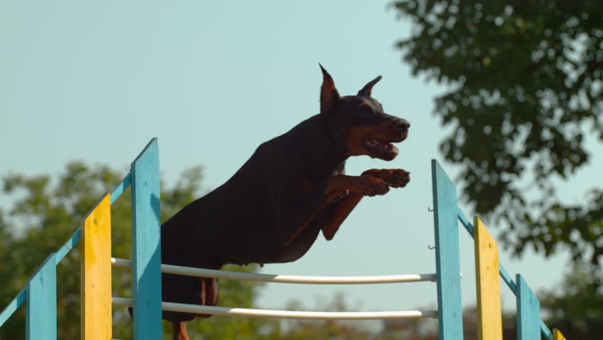 Doberman Jumping Over Agility Fence Stock Footage Video (100% Royalty ...