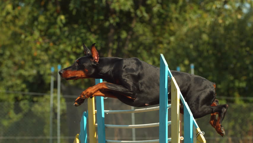 Black Doberman Jumping Over Agility Stock Footage Video (100% Royalty ...