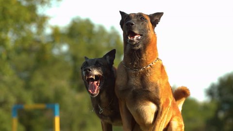 Phantom dog Stock Video Footage - 4K and HD Video Clips | Shutterstock