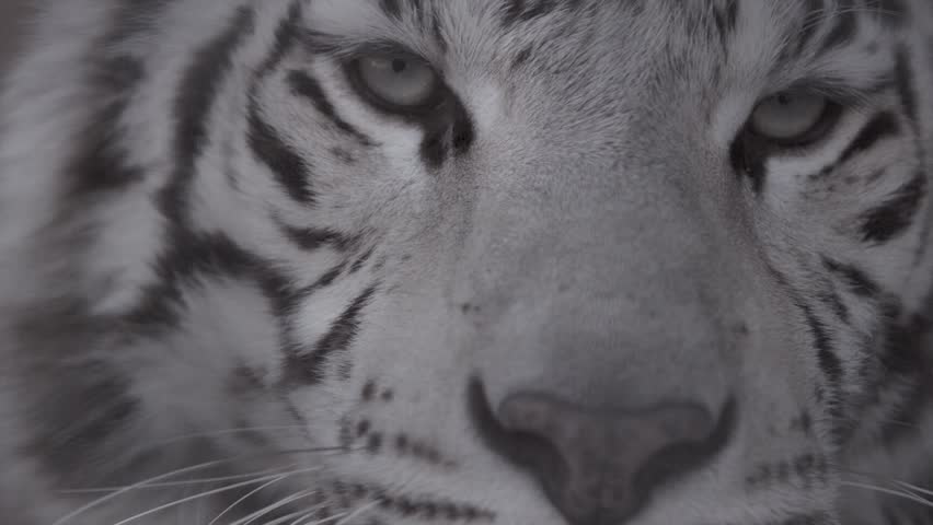 Muzzle of White Tiger Looking Stock Footage Video (100% Royalty-free ...