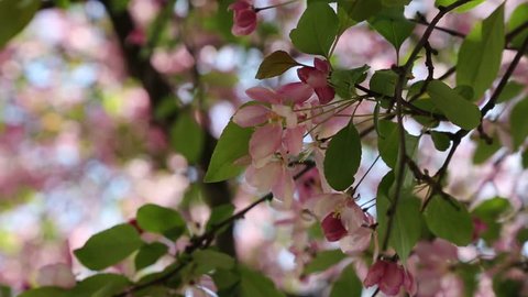 pink white blossoms blow breeze on Stock Footage Video (100% Royalty ...