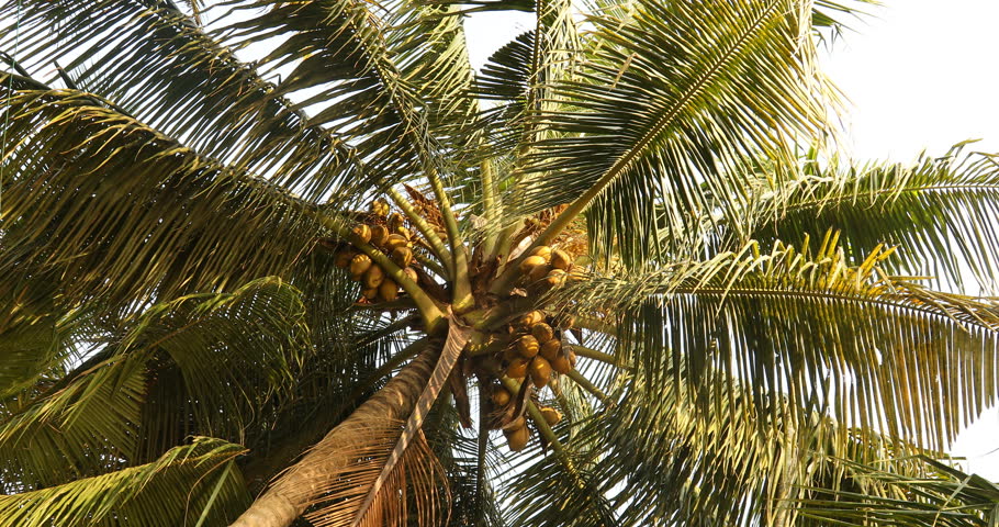 Coconut Tree Kerala India Stock-video (100 % royaltyfri) 1011374126 ...