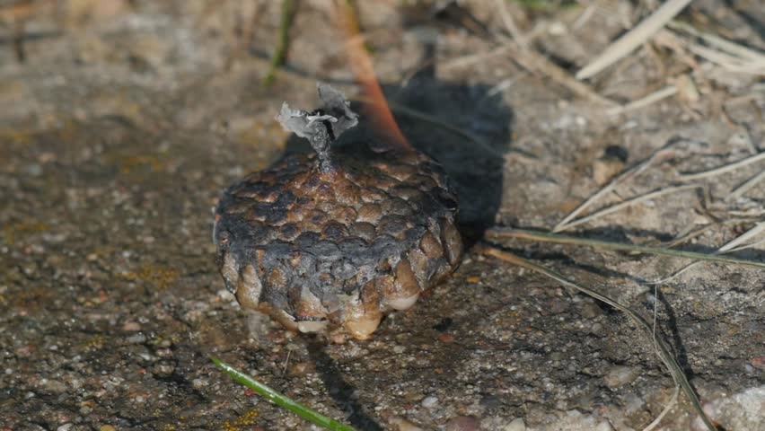 burning wasp nest slow motion larvae Stock Footage Video (100% Royalty ...