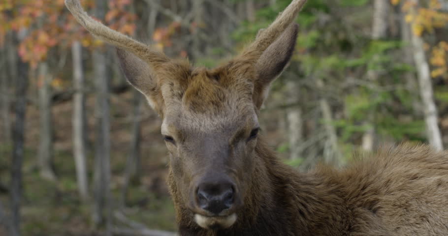 dear eating grass Stock Footage Video (100% Royalty-free) 31510576 ...