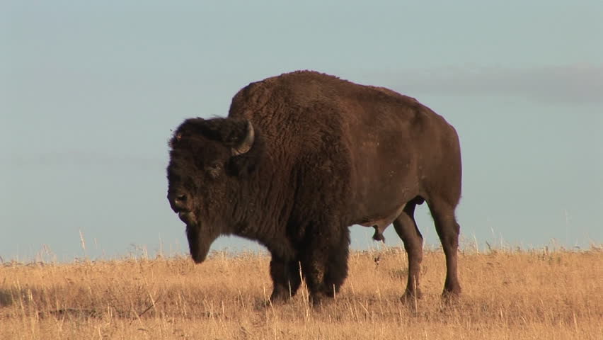 bison bull male adult lone breeding Stock Footage Video (100% Royalty ...