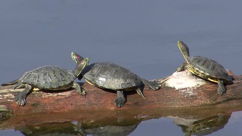 Maracaibo Wood Turtle Rhinoclemmys Diademata Isolated Stock Photo (Edit ...