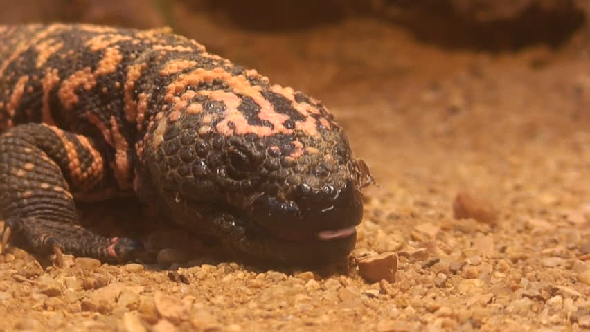 Gila Monster image - Free stock photo - Public Domain photo - CC0 Images