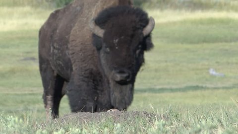 Bison Bull Cow Adult Breeding Summer Stock Footage Video (100% Royalty ...