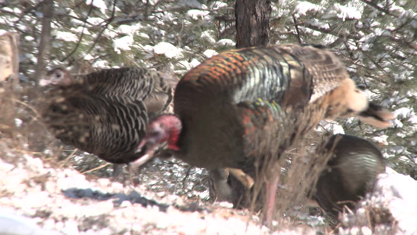 Turkey foraging in the snow image - Free stock photo - Public Domain ...