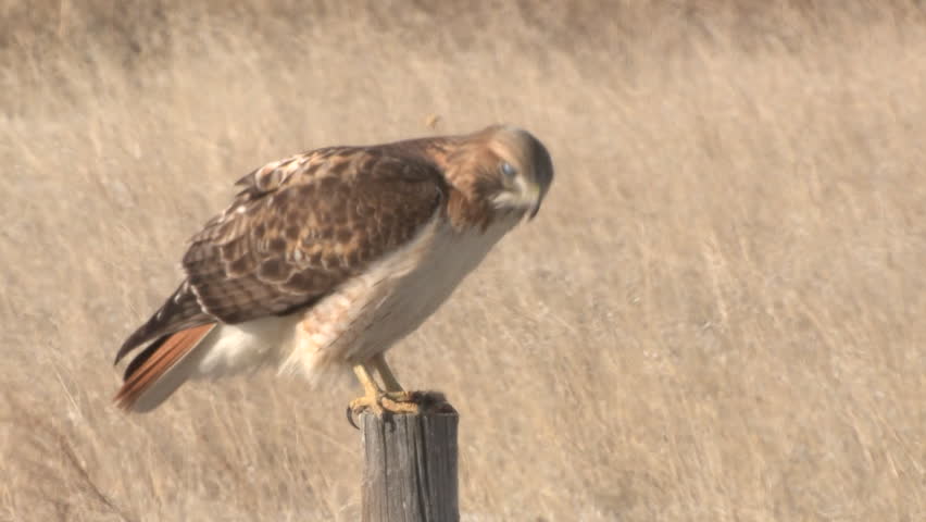 Lone Hawk Stock Video Footage - 4K and HD Video Clips | Shutterstock
