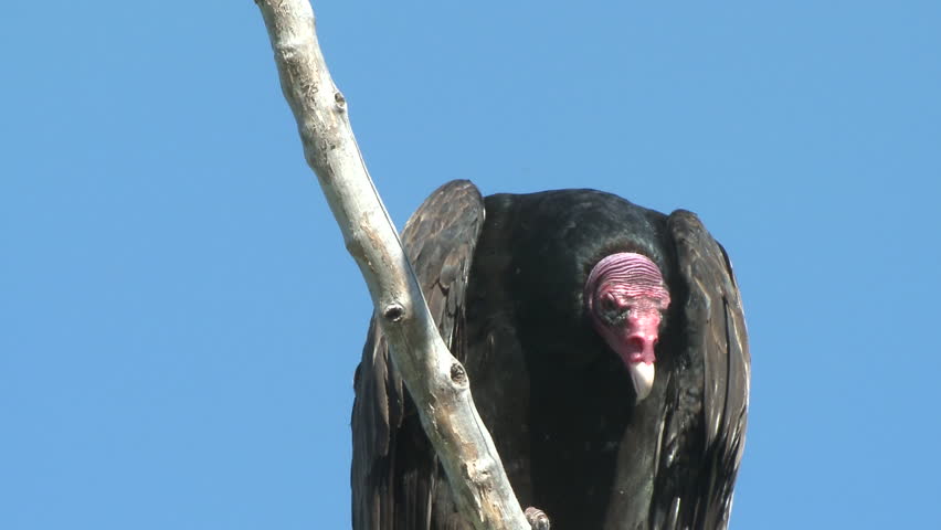 Turkey Vulture Adult Perched in Stock-video (100 % royaltyfri ...