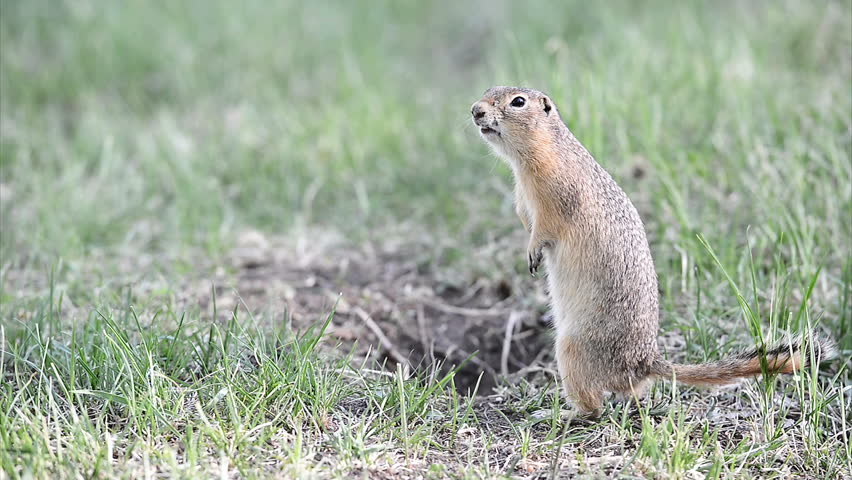 screaming gopher ground squirrel Stock Footage Video (100% Royalty-free ...