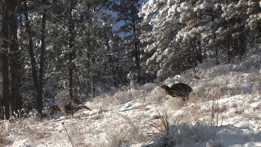 Turkey foraging in the snow image - Free stock photo - Public Domain ...
