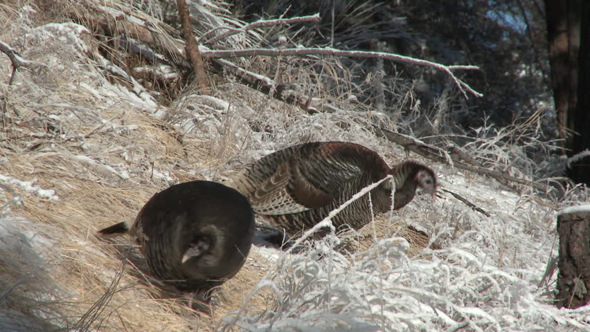 Turkey foraging in the snow image - Free stock photo - Public Domain ...