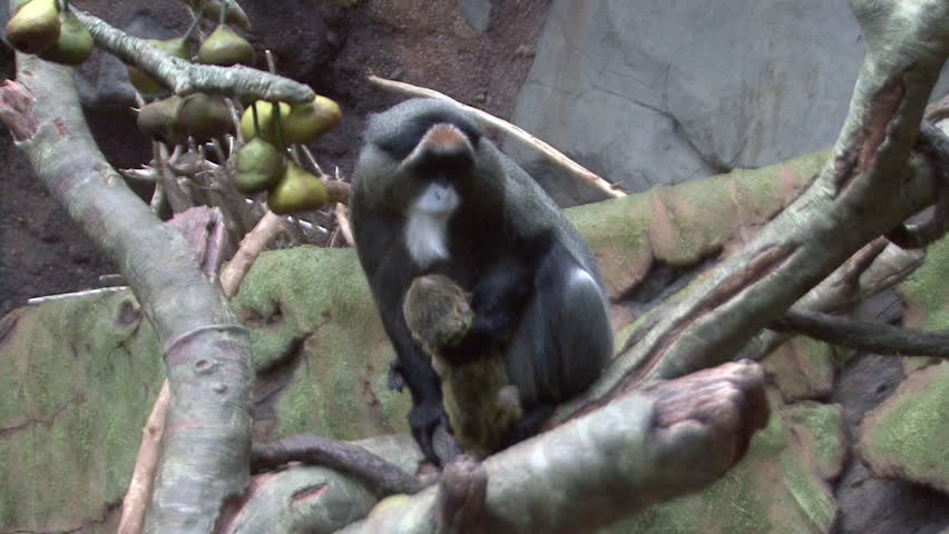 de brazza's monkey female adult young Stock Footage Video (100% Royalty ...